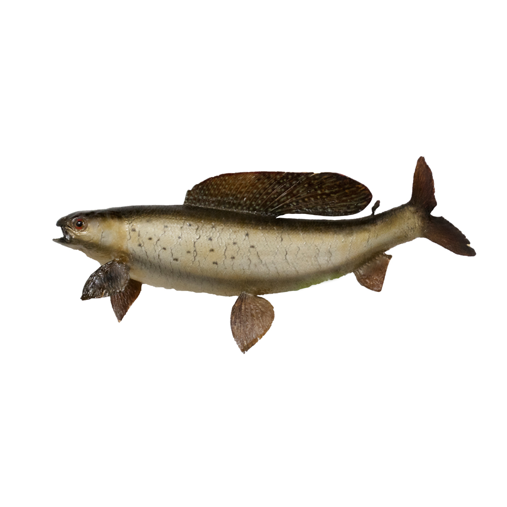 Grayling - Taxidermy Mounts for Sale and Taxidermy Trophies for Sale!