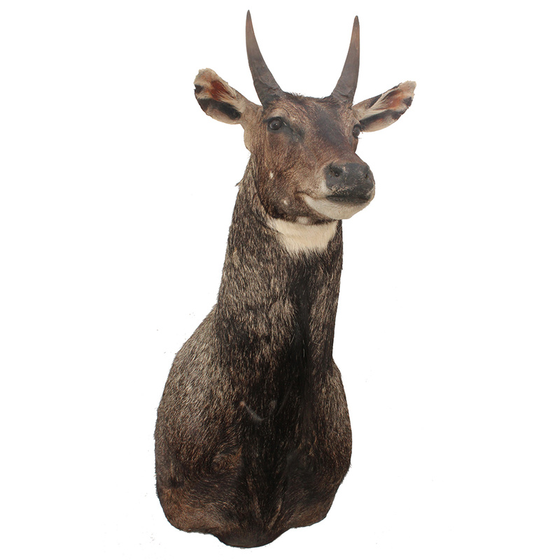 Nilgai - Taxidermy Mounts for Sale and Taxidermy Trophies for Sale!