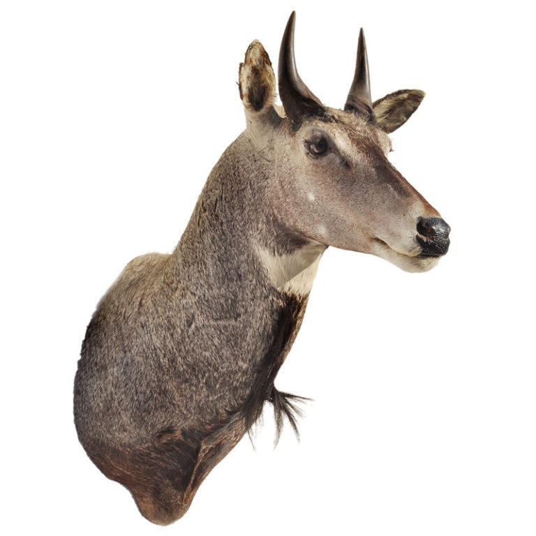 Springbok - Taxidermy Mounts for Sale and Taxidermy Trophies for Sale!