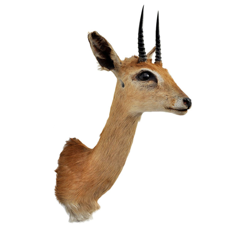 Springbok - Taxidermy Mounts for Sale and Taxidermy Trophies for Sale!