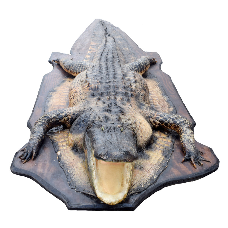 Alligator – American Alligator - Taxidermy Mounts for Sale and ...