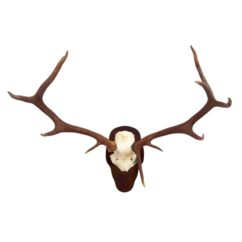 Red Stag Antler Rack - Taxidermy Mounts for Sale and Taxidermy Trophies ...