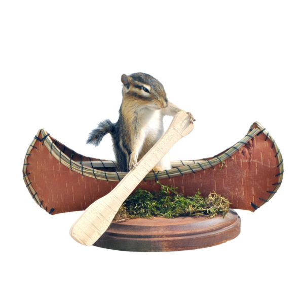 Authentic Taxidermy Mounts – Natural History & Décor