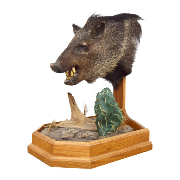 Javelina - Taxidermy Mounts for Sale and Taxidermy Trophies for Sale!
