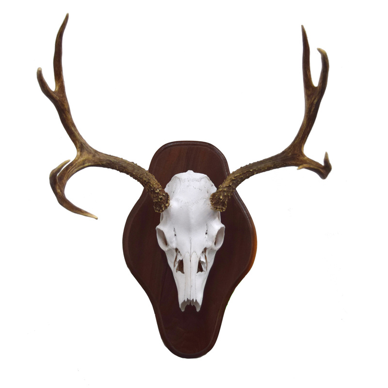 Mule Deer Skull - Taxidermy Mounts for Sale and Taxidermy Trophies for ...