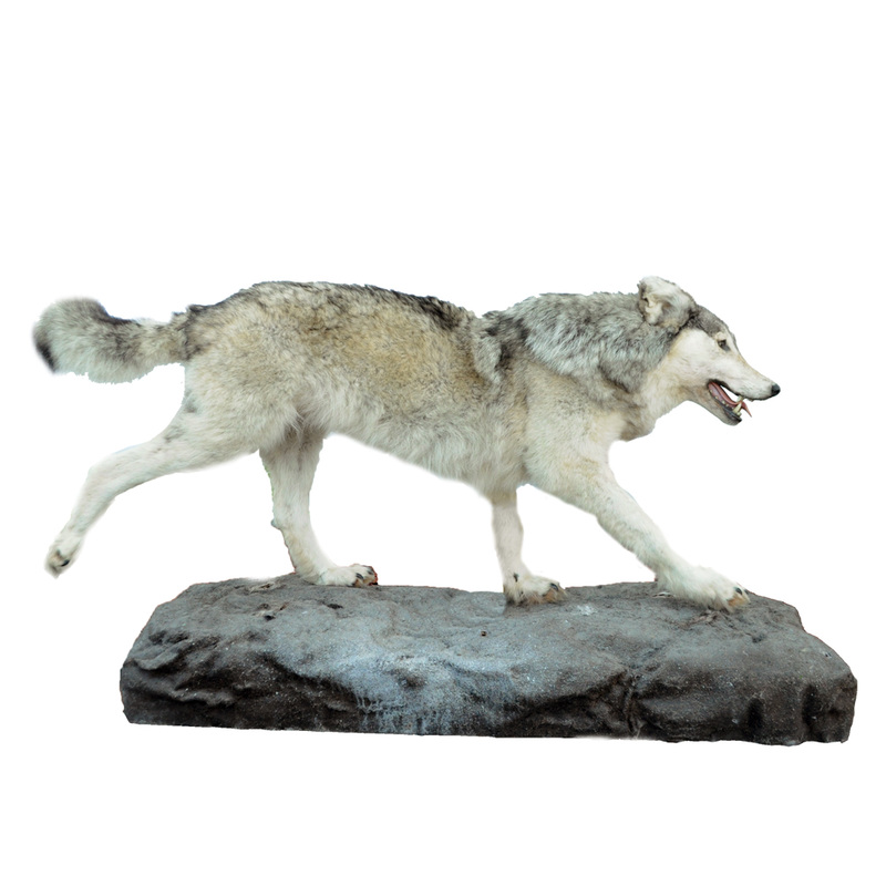 Authentic Taxidermy Mounts – Natural History & Décor