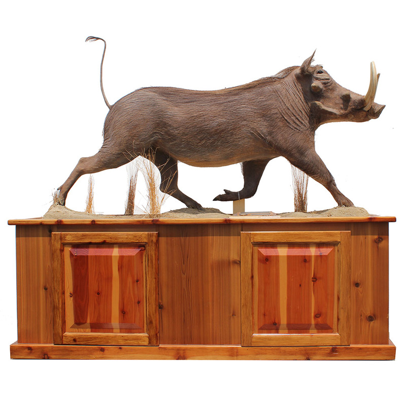 Taxidermy Archives - Taxidermy Mounts for Sale and Taxidermy Trophies ...