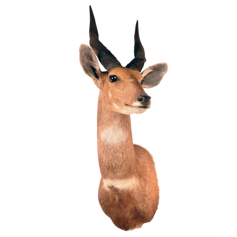 Behind Art Archives - Taxidermy Mounts for Sale and Taxidermy Trophies ...