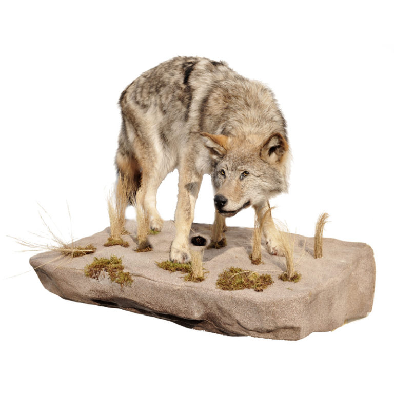 Wolves Archives - Taxidermy Mounts for Sale and Taxidermy Trophies for ...