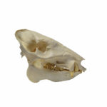 Skunk Skull - Taxidermy Mounts for Sale and Taxidermy Trophies for Sale!