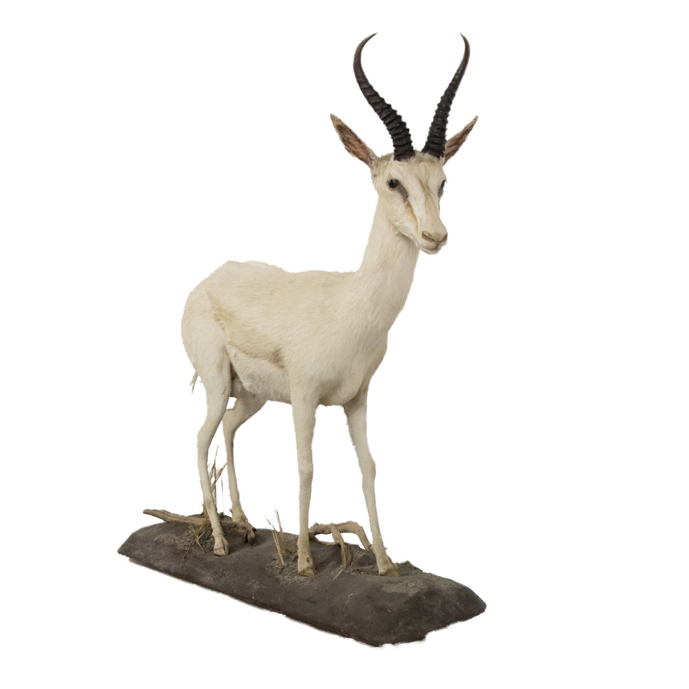 Springbok-Albino Springbok - Taxidermy Mounts for Sale and Taxidermy ...