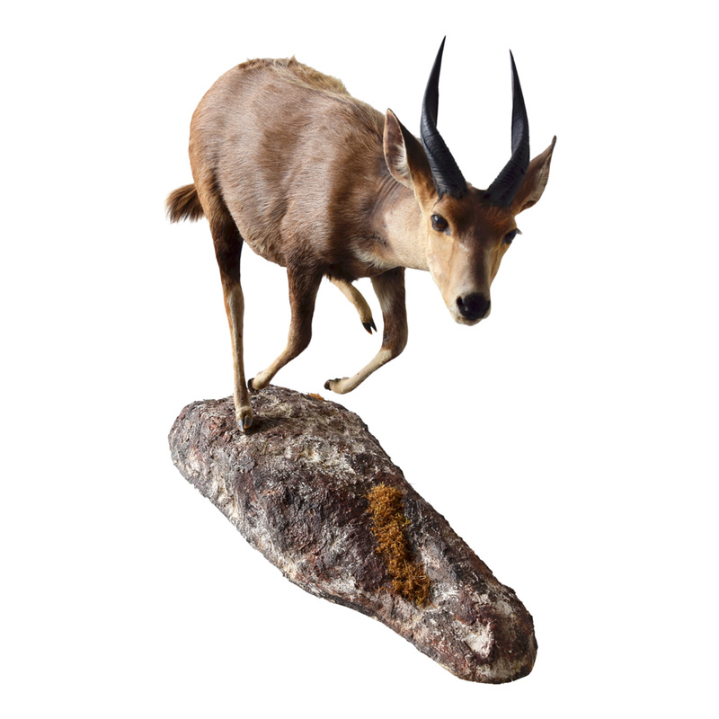 Bushbuck Archives - Taxidermy Mounts for Sale and Taxidermy Trophies ...