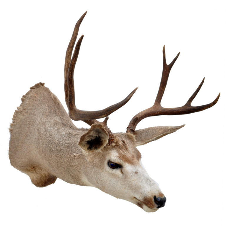 Barbary Sheep (Aoudad) - Taxidermy Mounts for Sale and Taxidermy ...