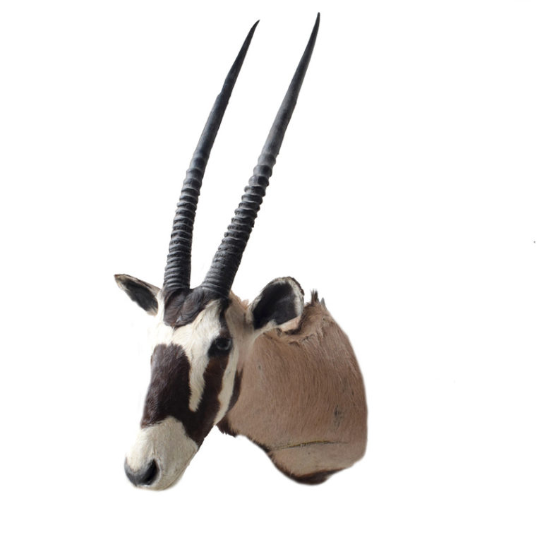 Gemsbok Oryx Taxidermy Mounts From TaxidermyTrophiesForSale