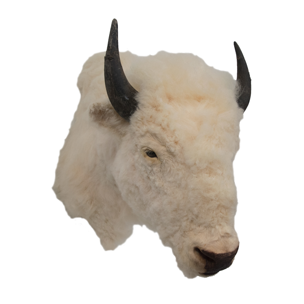 Bison-White Bison - Taxidermy Mounts for Sale and Taxidermy Trophies ...
