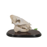 Skunk Skull - Taxidermy Mounts for Sale and Taxidermy Trophies for Sale!