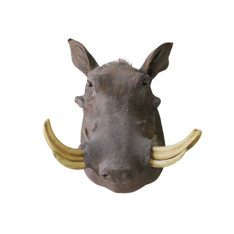 Gifts for Him - Taxidermy Mounts for Sale and Taxidermy Trophies for Sale!