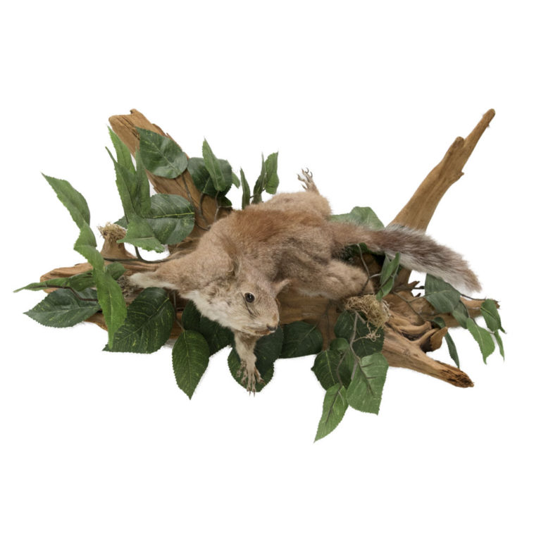 Rodents Archives - Taxidermy Mounts for Sale and Taxidermy Trophies for ...