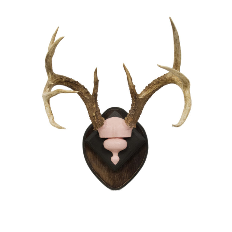 Gifts for Her - Taxidermy Mounts for Sale and Taxidermy Trophies for Sale!