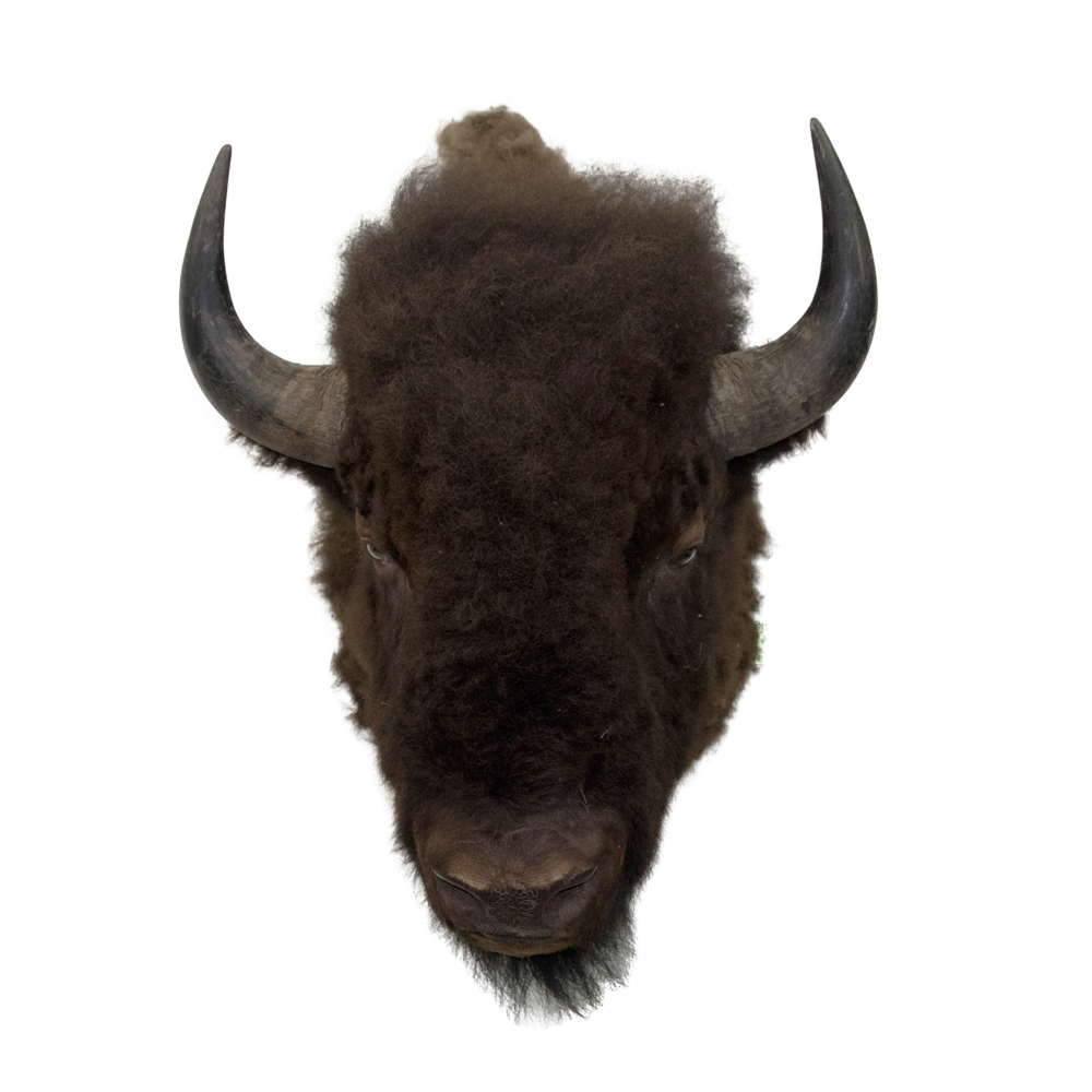 Bison Shoulder Mount - Taxidermy Mounts for Sale and Taxidermy Trophies ...