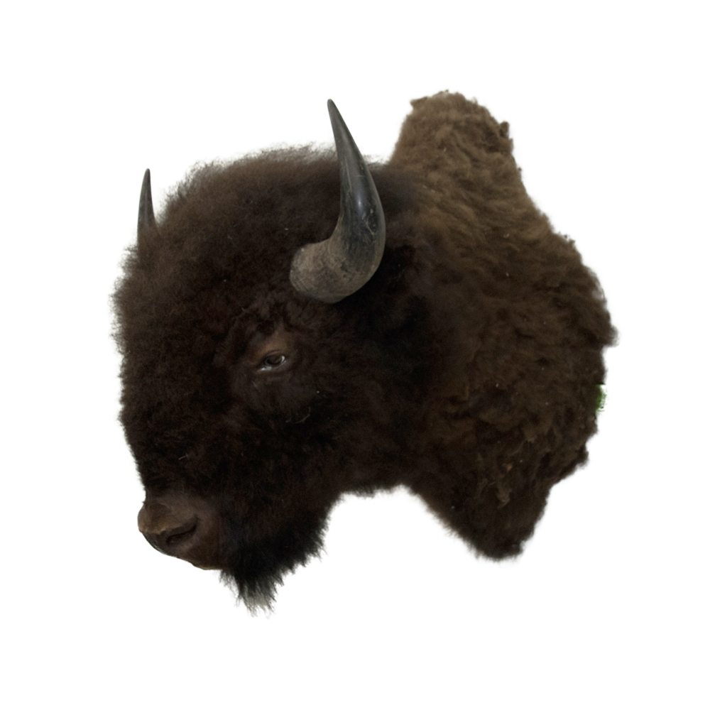 Bison Shoulder Mount - Taxidermy Mounts for Sale and Taxidermy Trophies ...