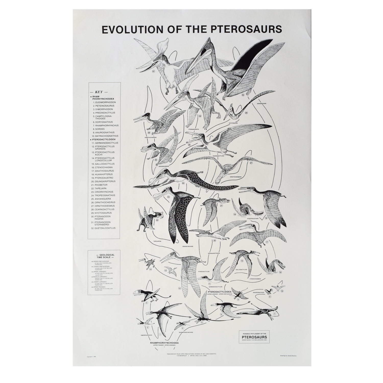 Poster-Evolution of Pterosaur - Taxidermy Mounts for Sale and Taxidermy ...