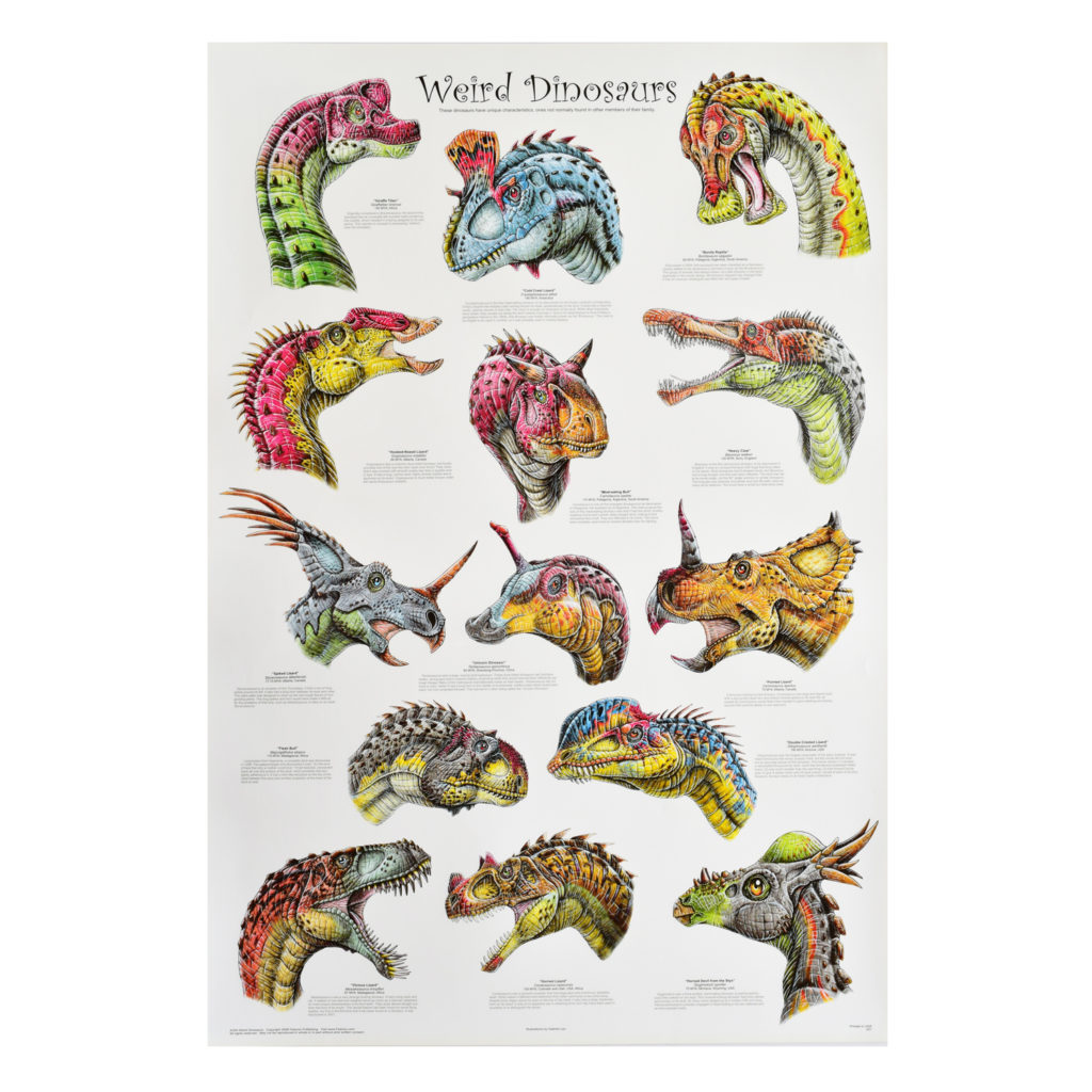 Poster-Avian Raptors - Taxidermy Mounts for Sale and Taxidermy Trophies ...