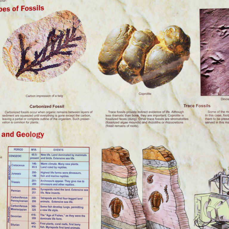 Poster-Fossil - Taxidermy Mounts for Sale and Taxidermy Trophies for Sale!