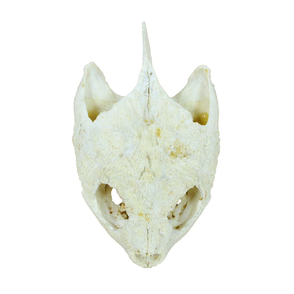 Common Snapping Turtle - Taxidermy Mounts for Sale and Taxidermy ...