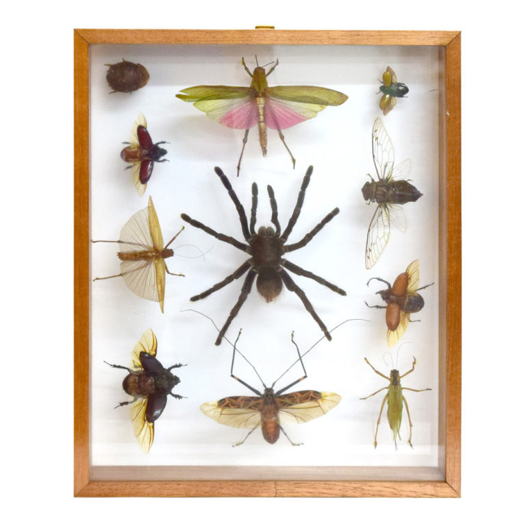 Bug & Insect Displays Archives - Taxidermy Mounts for Sale and ...