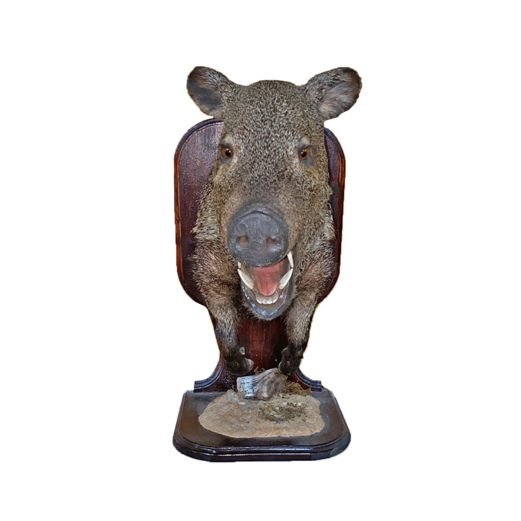 Xylophone Frog - Taxidermy Mounts for Sale and Taxidermy Trophies for Sale!