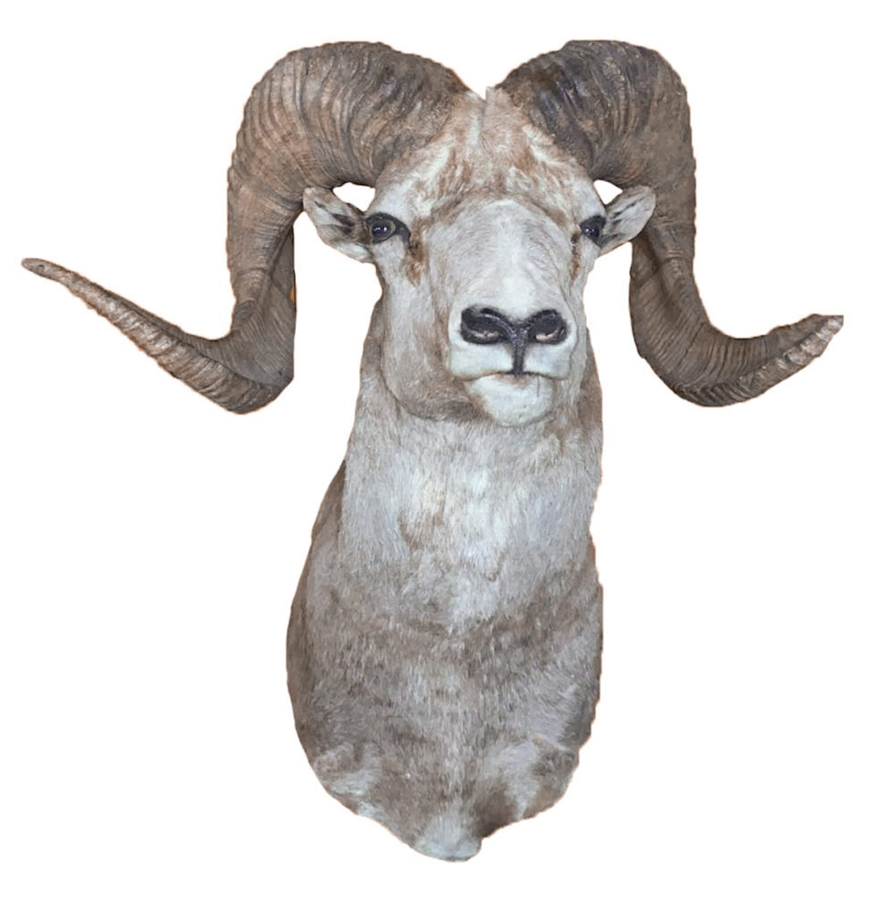 Argali - Taxidermy Mounts for Sale and Taxidermy Trophies for Sale!