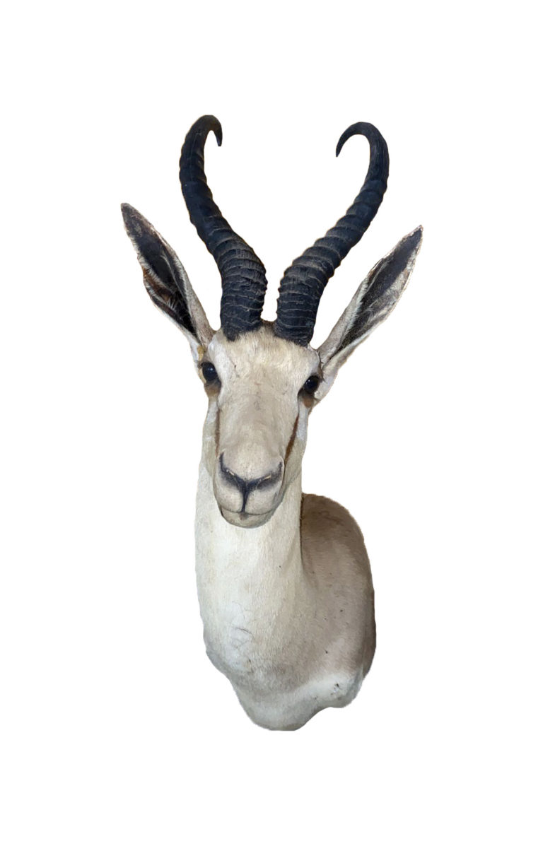 Springbok - Taxidermy Mounts for Sale and Taxidermy Trophies for Sale!