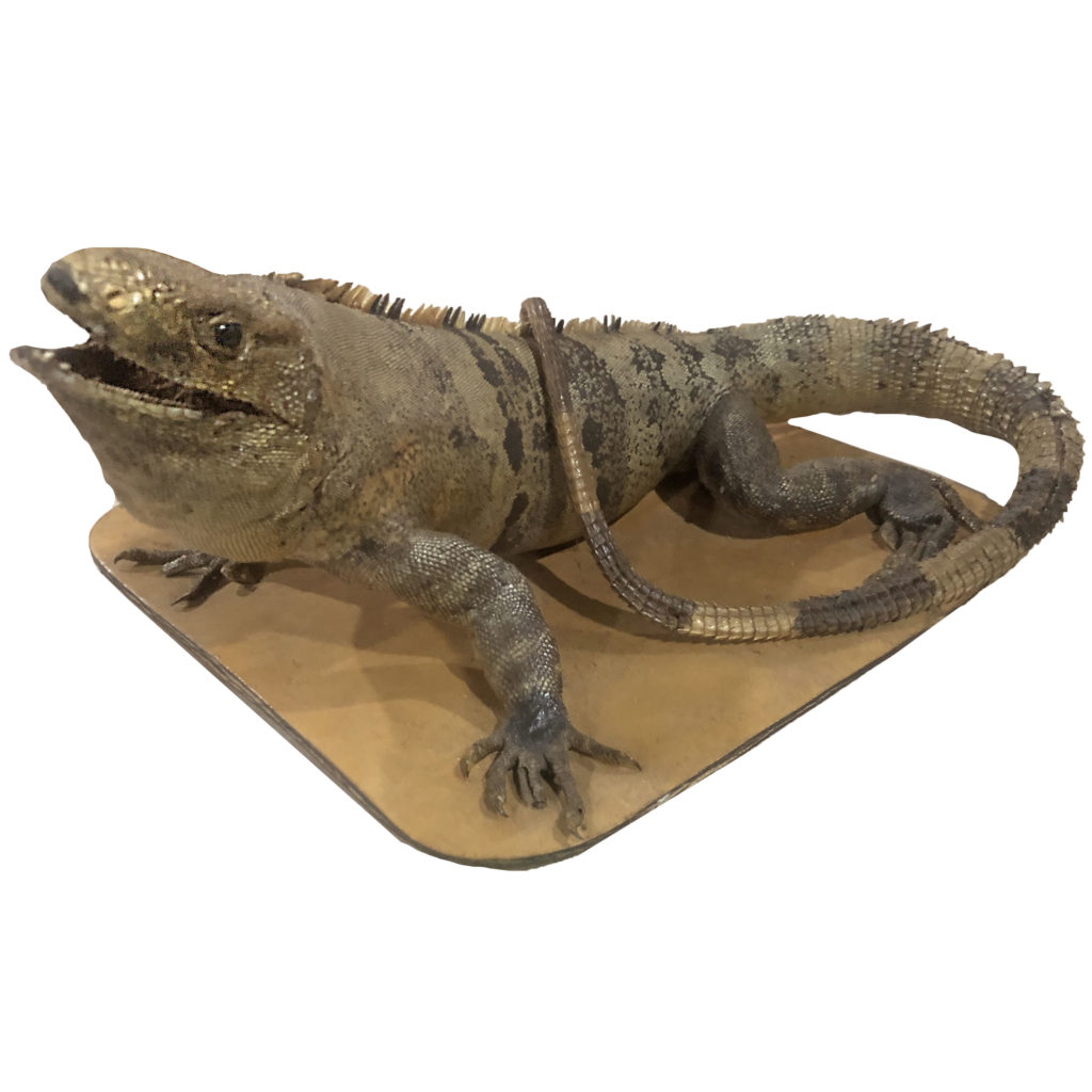 Iguana - Taxidermy Mounts for Sale and Taxidermy Trophies for Sale!
