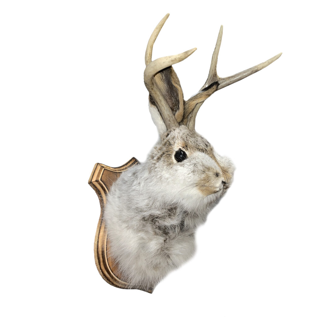 Xylophone Frog - Taxidermy Mounts for Sale and Taxidermy Trophies for Sale!