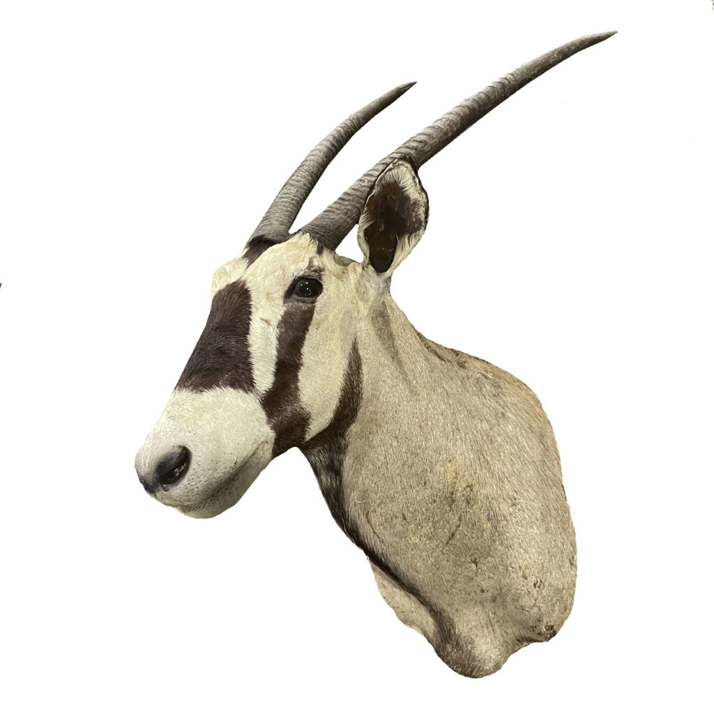 Gemsbok Archives - Taxidermy Mounts for Sale and Taxidermy Trophies for ...