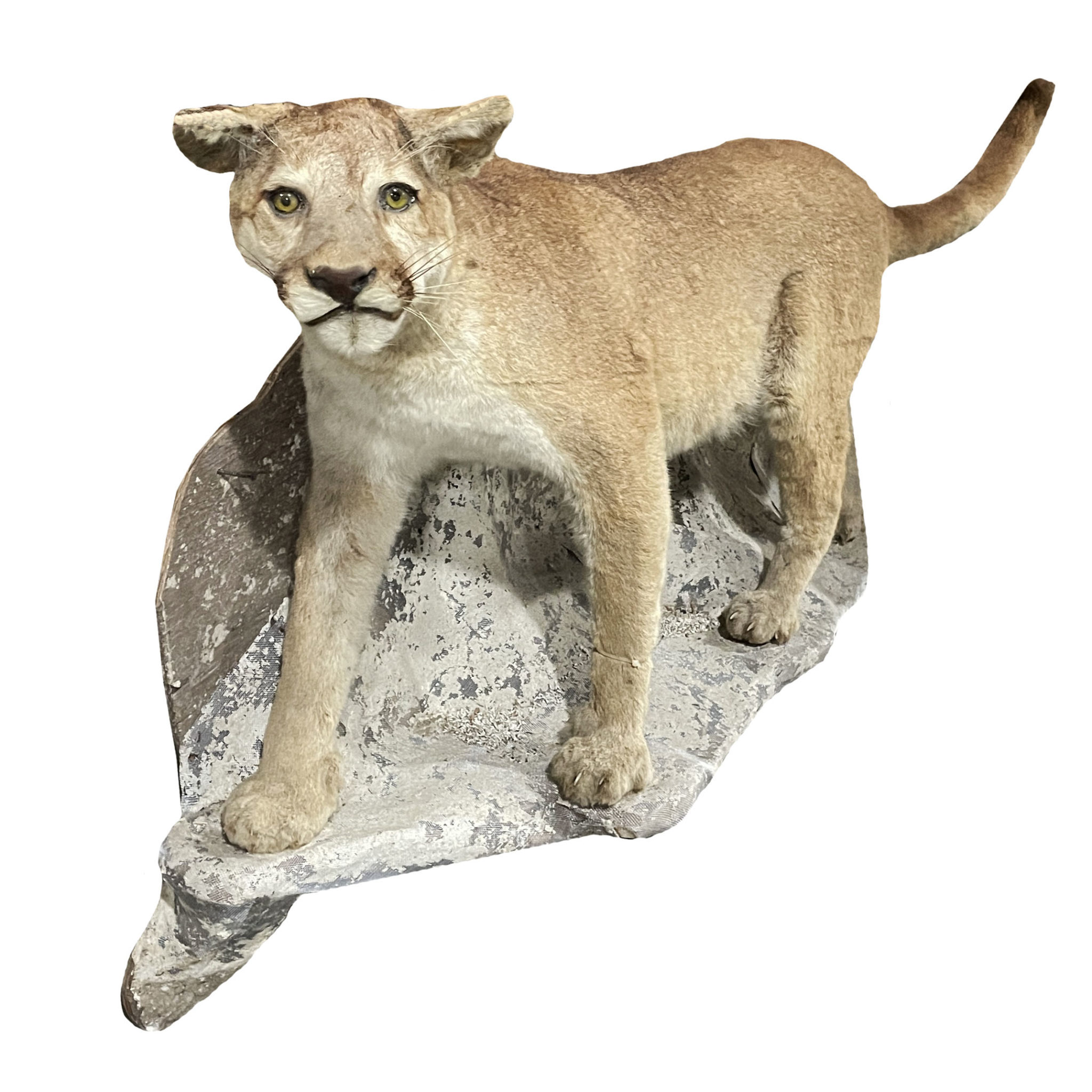 Baboon Bronze Sculpture "Give Me" - Taxidermy Mounts for Sale and ...