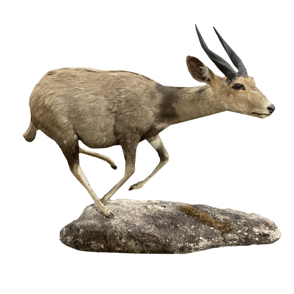 Skunk Skull - Taxidermy Mounts for Sale and Taxidermy Trophies for Sale!