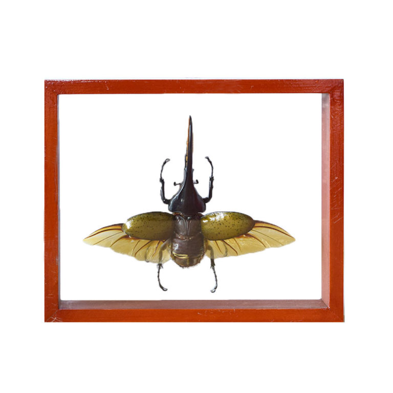 Designer "Southwest Snake Art" Bison Skull - Taxidermy Mounts for Sale ...